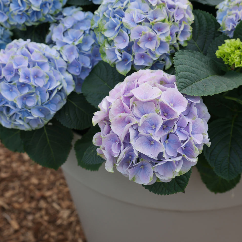 EuroFlora | Thinking of potted plants